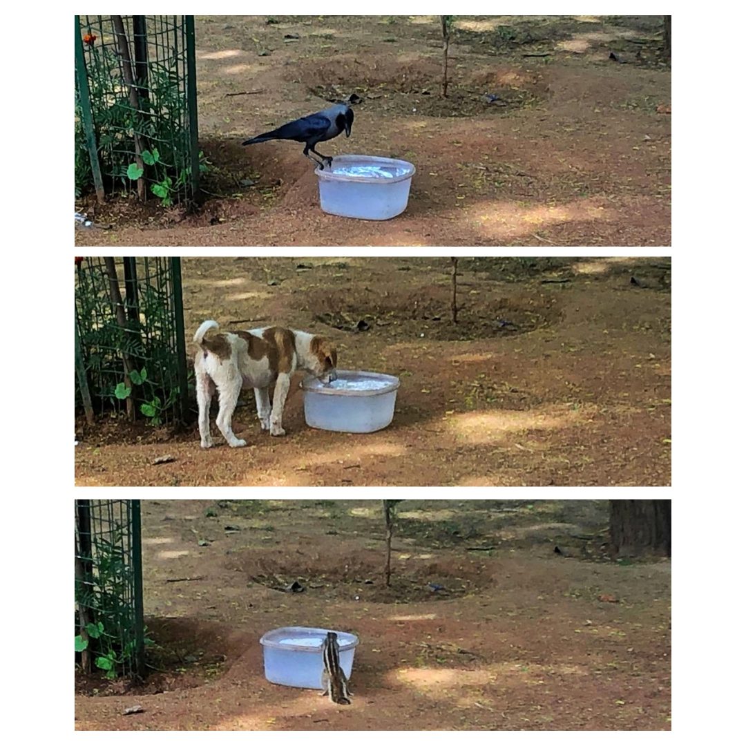Keep water outside your home for animals. - New Delhi Nature Society
