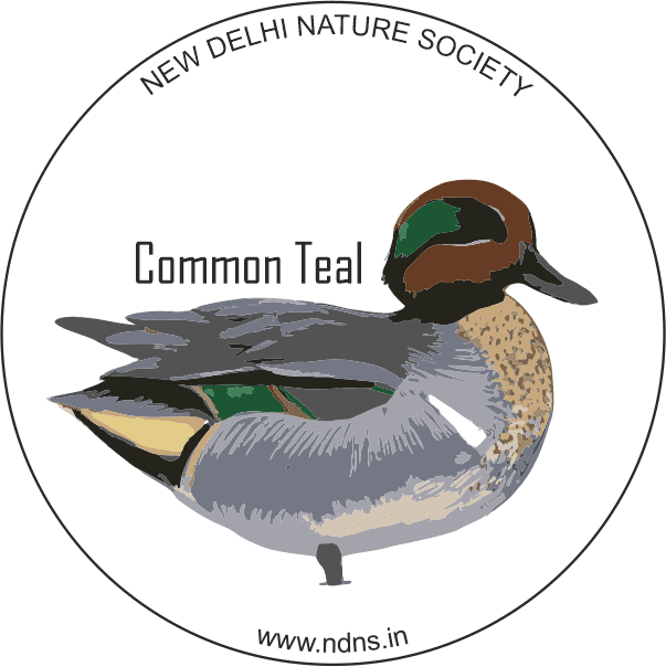 COMMON TEAL (sticker) - New Delhi Nature Society