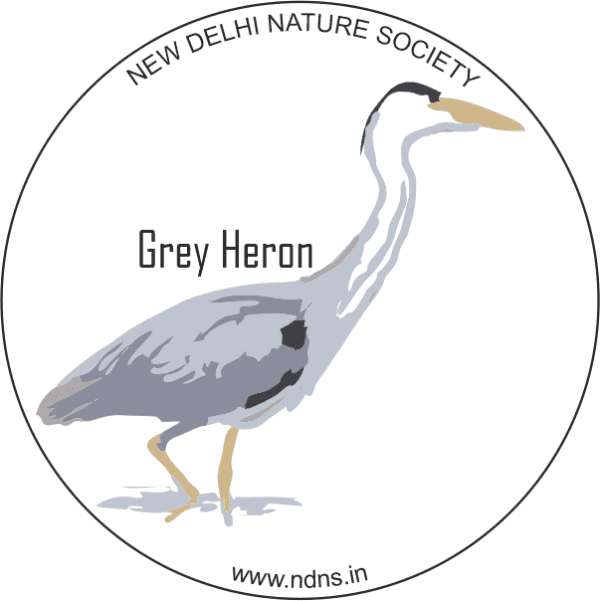GREY HERON (sticker) - New Delhi Nature Society