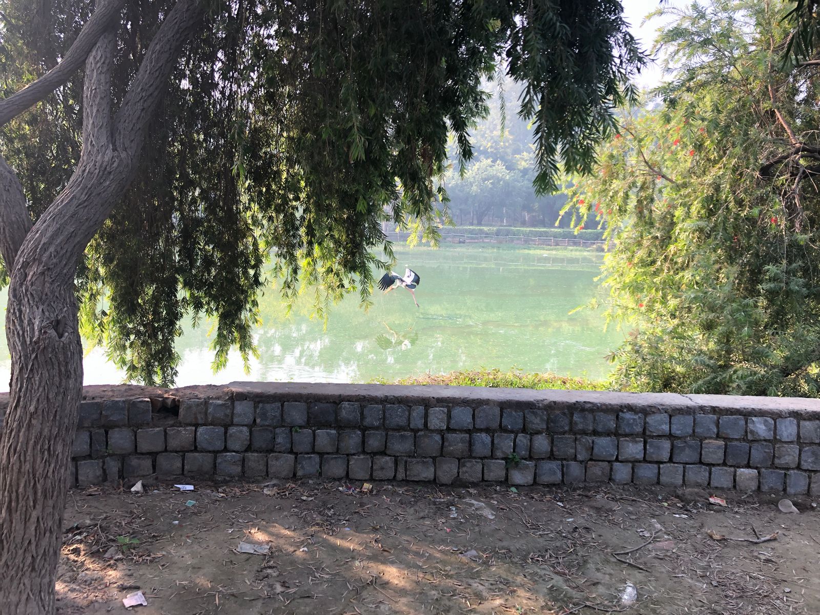 Sanjay Lake- Nature Walk - New Delhi Nature Society