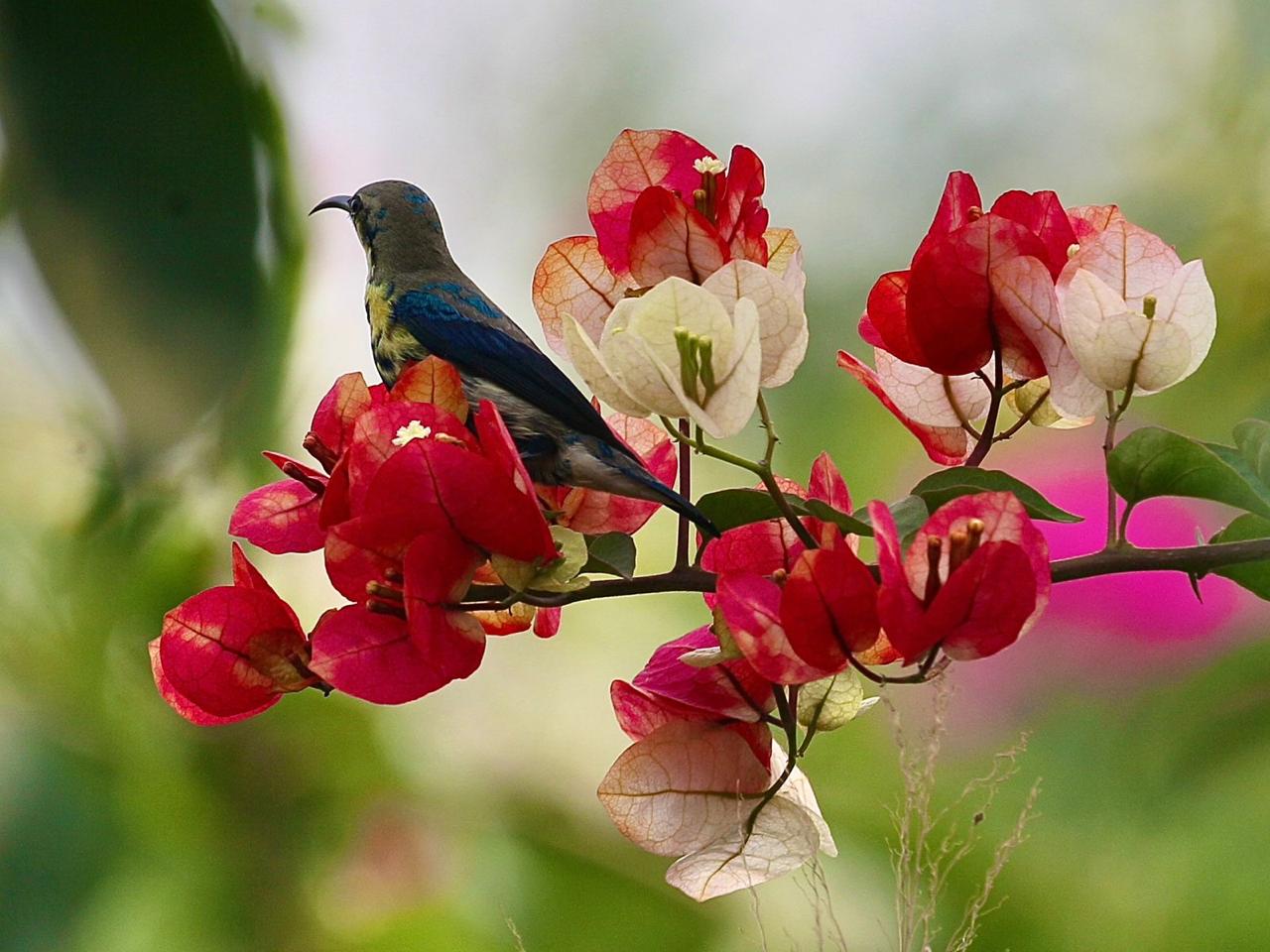 Native Flowers for Local Biodiversity - New Delhi Nature Society